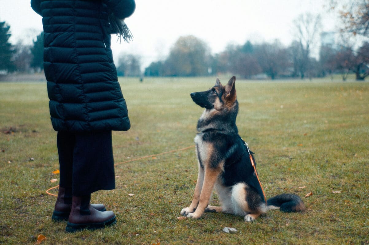 Blog - K9Edge Dog Training